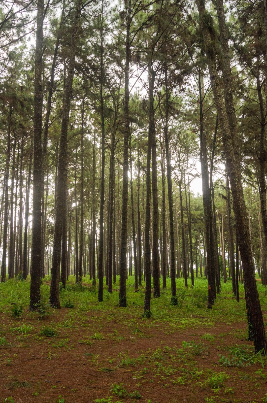 Ngwo Pine Forest and Cave||Tourist Center in Enugu - Nnewi City