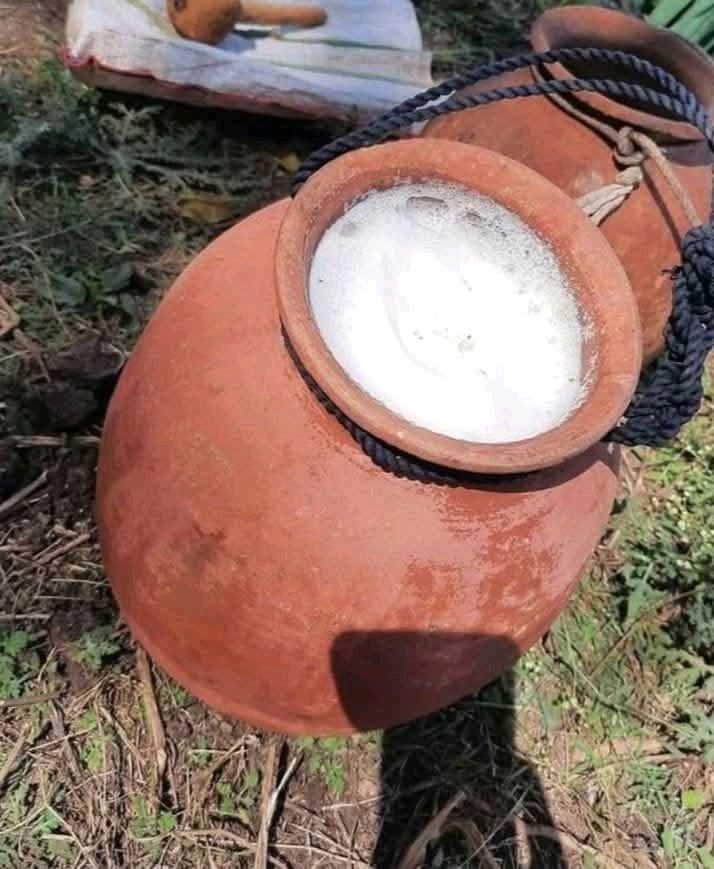 Why Palm Wine (Mmanya Ocha) Is More Than Just a Drink in Igbo Culture ...