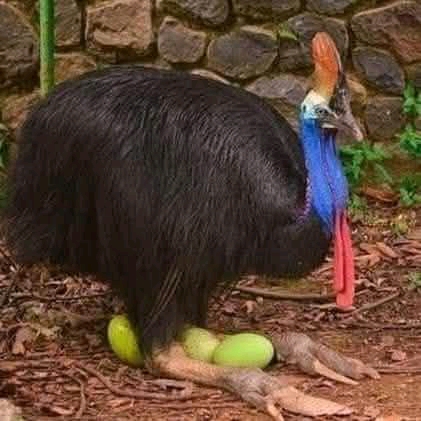 The Cassowary||The World’s Most Dangerous Bird - Nnewi City