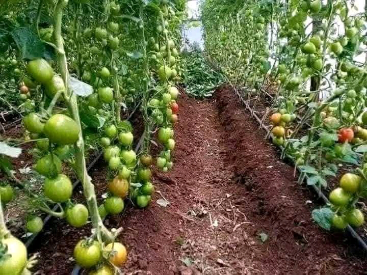 Farming in Nigeria: What You Can Plant in Your Backyard by Region ...