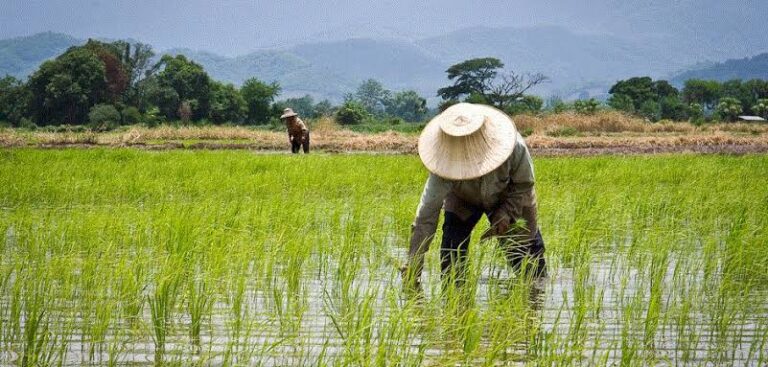 Farming in Nigeria: What You Can Plant in Your Backyard by Region ...