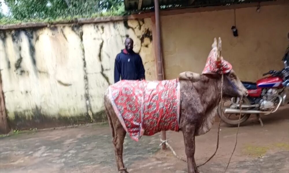 The Kanuri People of Nigeria||Culture and Traditions - Nnewi City
