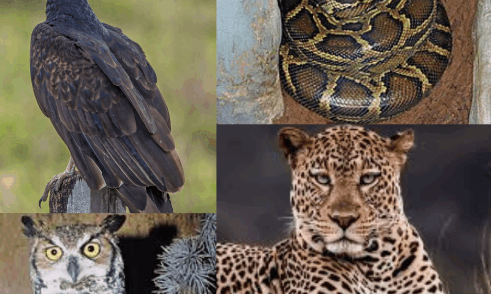 5 Sacred Animals in Igbo Culture and Their Deep Meanings - Nnewi City