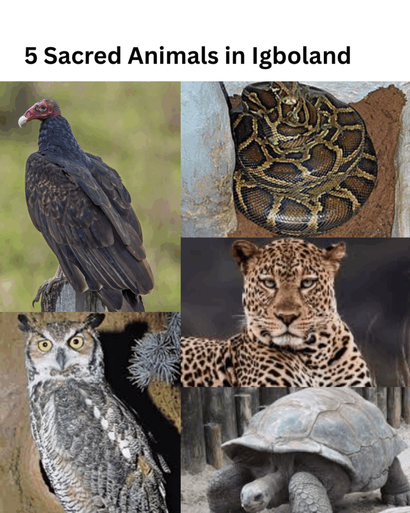 5 Sacred Animals in Igbo Culture and Their Deep Meanings - Nnewi City