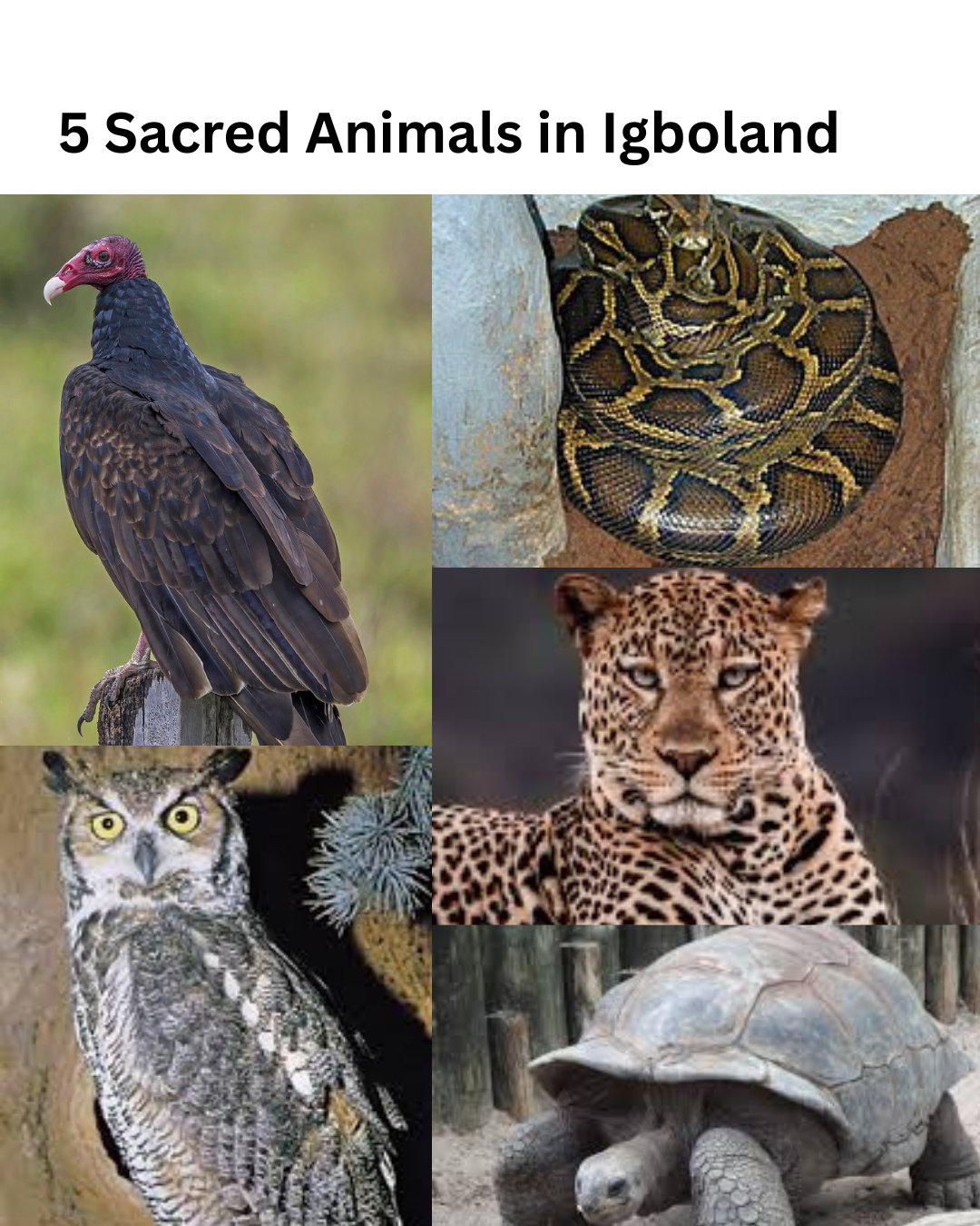 5 Sacred Animals in Igbo Culture and Their Deep Meanings - Nnewi City
