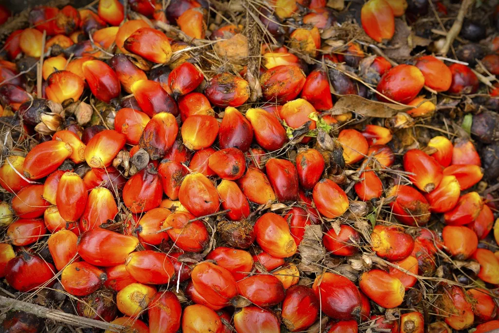 Akwu Ojukwu: The Powerful Igbo Knowledge Many People Still Don’t Have ...