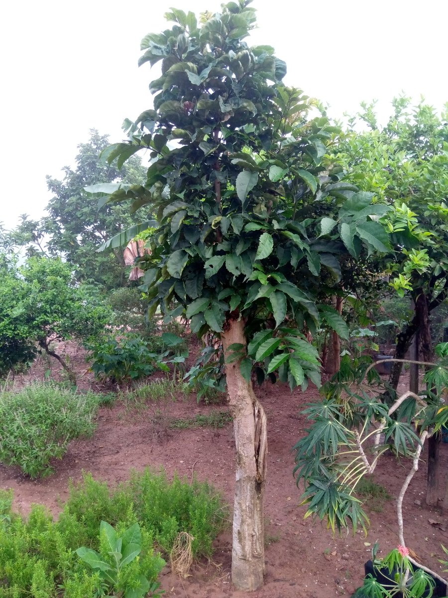 Ogirisi Tree and Igbo Spirituality: A Sacred Wisdom Hidden from Many ...
